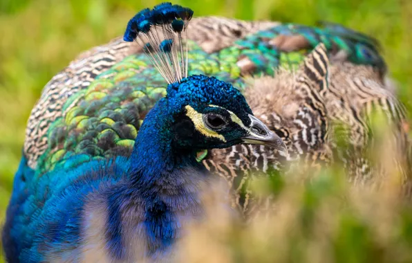 Wallpaper bird, portrait, feathers, tail, peacock for mobile and ...