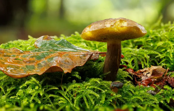 Wallpaper greens, autumn, forest, mushroom, leaf, moss, bokeh images ...