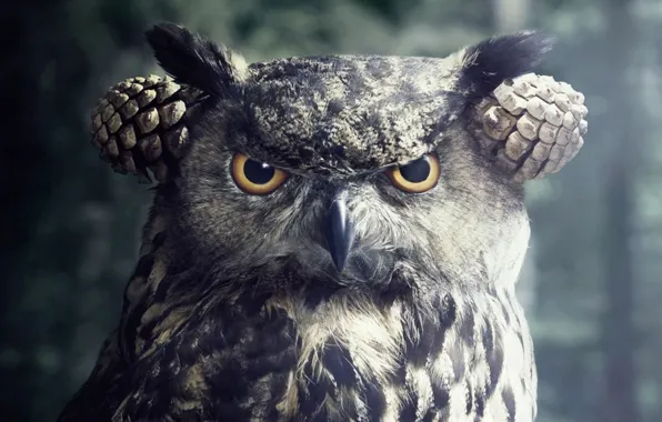 Wallpaper look, owl, bird, bumps for mobile and desktop, section ...