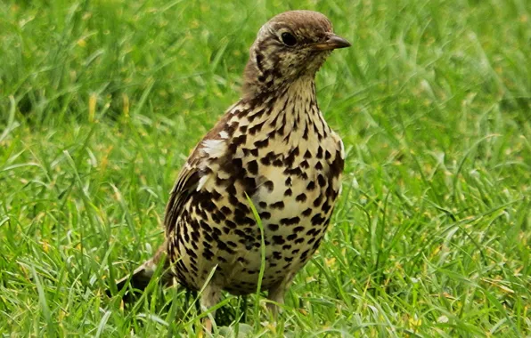 Download wallpaper grass, bird, beak, thrush, mistle thrush, section ...