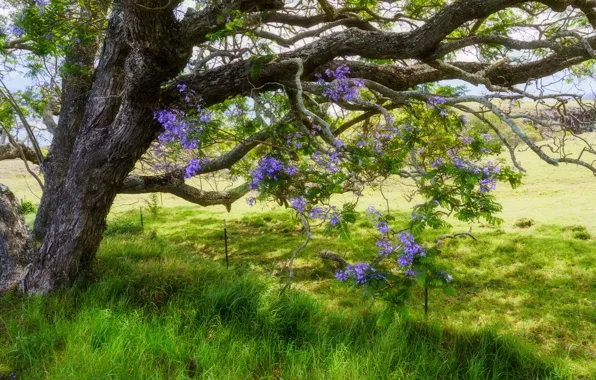 Wallpaper greens, field, grass, trees, flowers, branches, spring ...