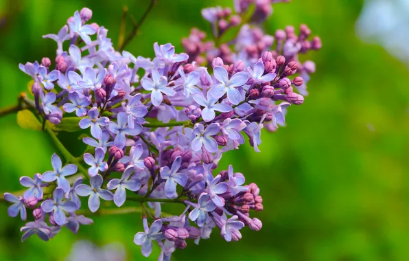 Wallpaper flower, spring, lilac for mobile and desktop, section природа ...