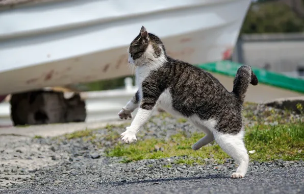 Wallpaper cat, pose, jump images for desktop, section кошки - download