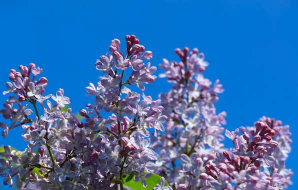 Wallpaper flower, sky, spring, lilac, twig for mobile and desktop ...