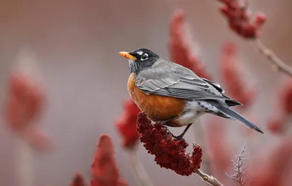 Wallpaper nature, bird, American Robin for mobile and desktop, section ...