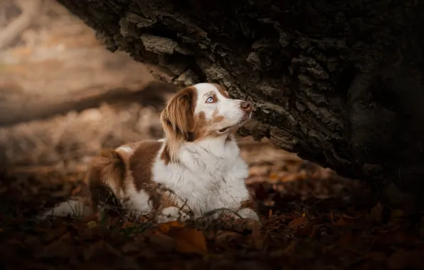 Wallpaper autumn, forest, look, leaves, nature, pose, background, tree ...