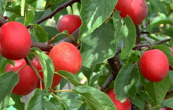 Wallpaper fruit, plum, August for mobile and desktop, section еда ...