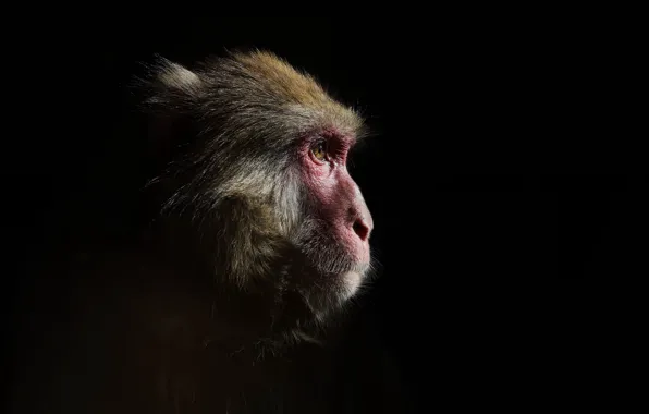 Wallpaper nature, background, Snow Monkey for mobile and desktop ...