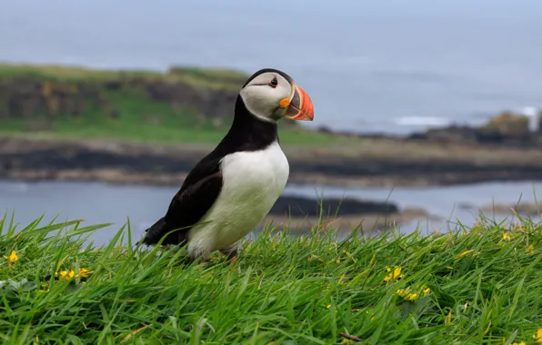 Wallpaper nature, pose, bird, stalled, Atlantic puffin images for ...