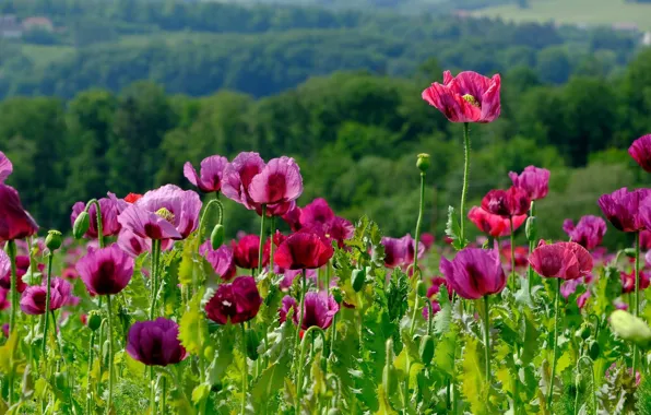 Download wallpaper Maki, flowers, field, nature, section landscapes in ...