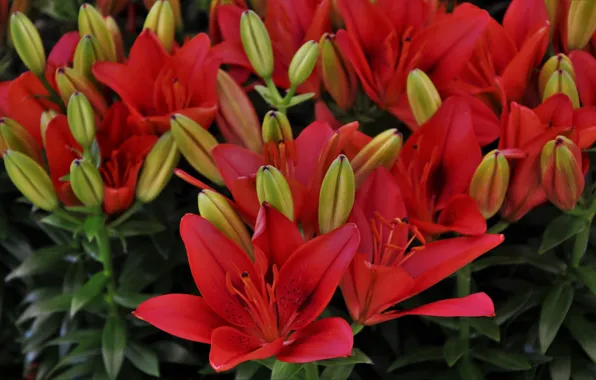 Wallpaper flowers, red, buds, Lydia for mobile and desktop, section ...