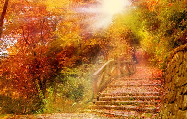 Wallpaper Autumn Forest Leaves Trees Park Forest Landscape Park