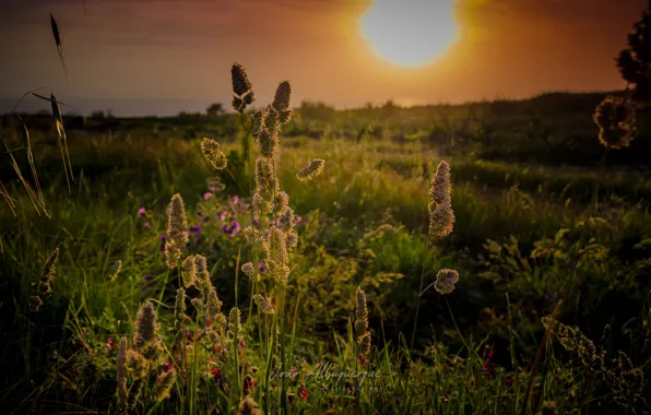 Wallpaper grass, the sun, nature, beauty images for desktop, section ...