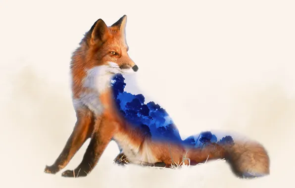 Wallpaper trees, fog, Fox, by 0l-Fox-l0 for mobile and desktop, section ...