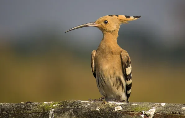 Wallpaper background, bird, hoopoe for mobile and desktop, section ...