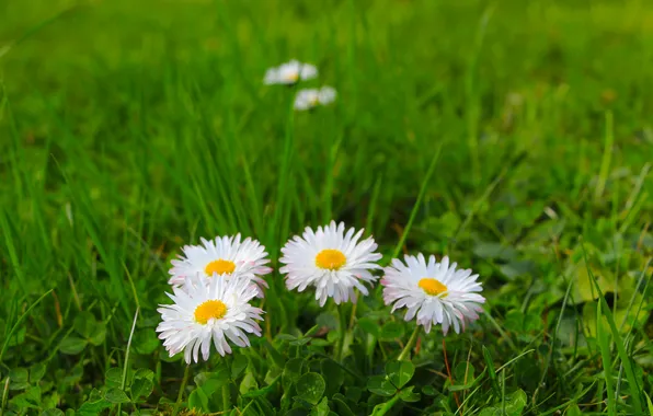 Wallpaper flower, spring, meadow, Daisy for mobile and desktop, section ...
