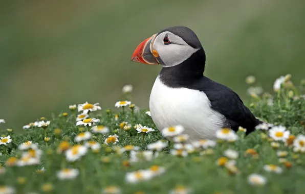 Wallpaper flowers, bird, chamomile, stalled, Atlantic for mobile and ...