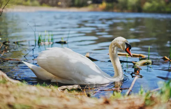 Wallpaper white, water, light, pond, bird, shore, swans, pond for ...