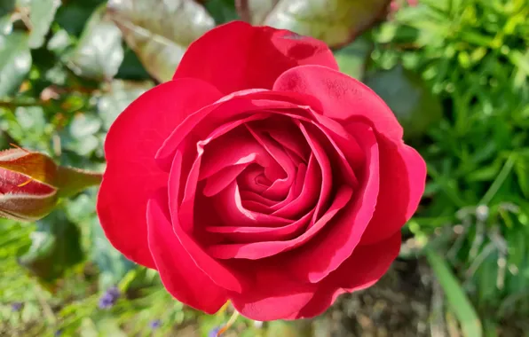 Download wallpaper macro, pink, rose, garden, bright, section flowers ...