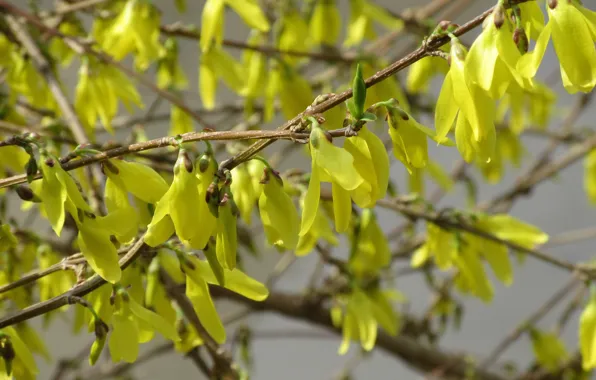 Wallpaper petals, the bushes, spring 2018, Mamala © for mobile and ...