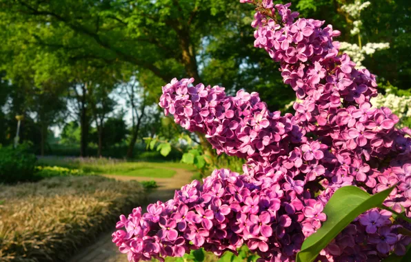 Download wallpaper branches, nature, Park, Bush, spring, lilac, section ...