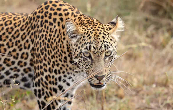 Wallpaper look, nature, leopard images for desktop, section кошки ...