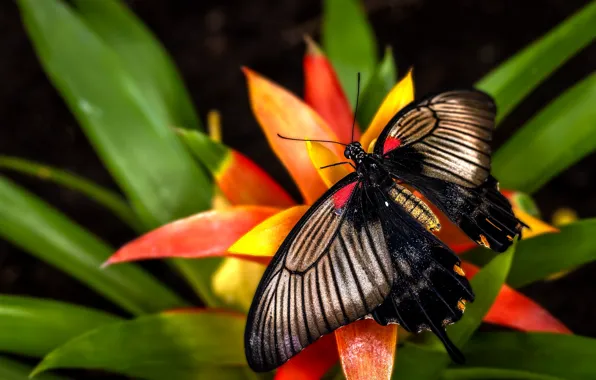 Wallpaper flower, leaves, macro, nature, butterfly, plant, insect ...