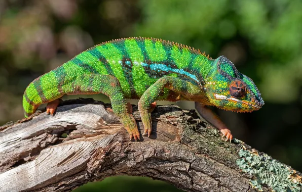 Download wallpaper look, chameleon, log, bokeh, section animals in ...