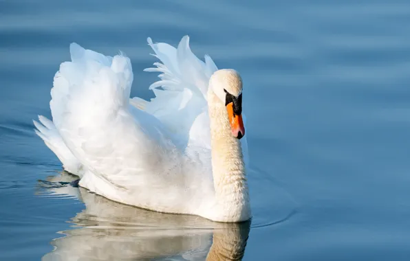 Wallpaper white, water, bird, Swan images for desktop, section животные ...