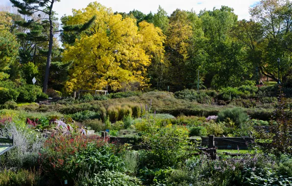 Wallpaper autumn, nature, Park, plants, garden, USA, USA, nature, park ...