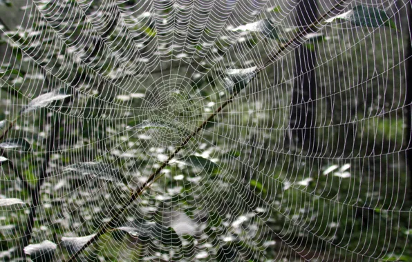 Wallpaper forest, network, Web images for desktop, section природа ...