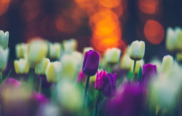 Wallpaper flowers, blur, spring, tulips, white, flowerbed, lilac, bokeh ...