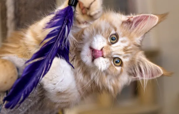 Wallpaper cat, feathers, Maine Coon for mobile and desktop, section ...