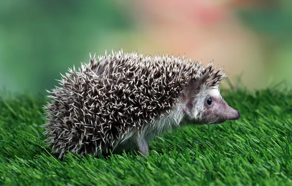 Download wallpaper grass, look, nature, muzzle, profile, hedgehog, hedgehog, hedgehog, section ...
