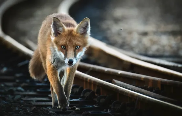 Download wallpaper nature, Fox, railroad, section animals in resolution ...