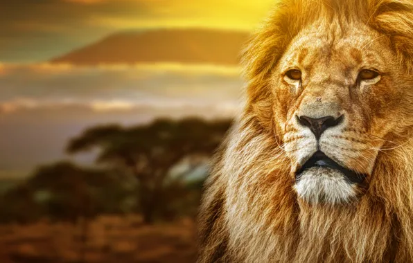 Wallpaper trees, dal, Leo, Africa for mobile and desktop, section ...