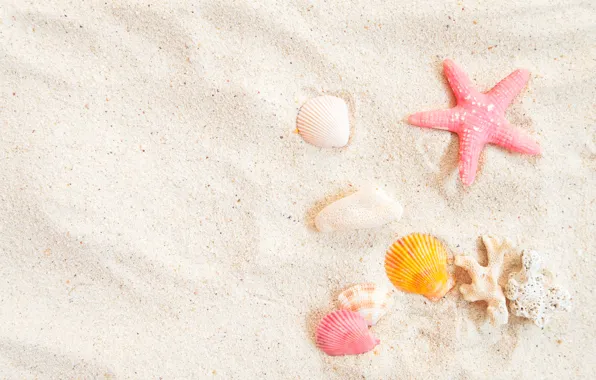 Wallpaper sand, beach, star, shell, summer, beach, sand, marine for ...