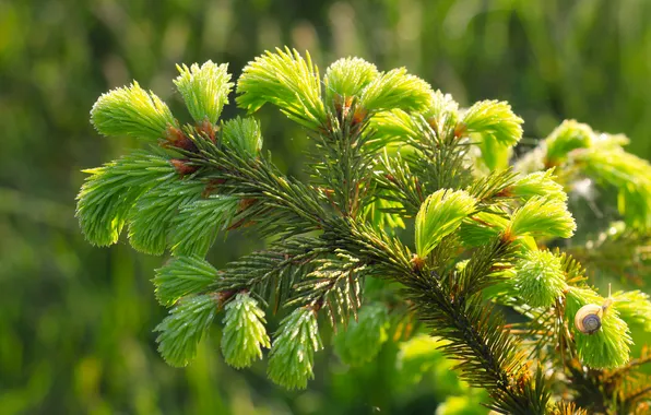 Wallpaper green, spring, spruce, twig for mobile and desktop, section ...