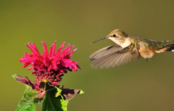 Wallpaper leaves, flowers, wings, Hummingbird, flower, wings, leaves ...