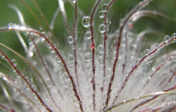 Wallpaper drops, macro, Rosa for mobile and desktop, section макро ...