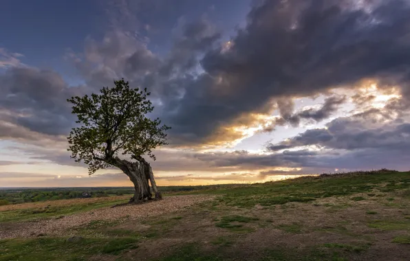 Wallpaper field, the sky, trees for mobile and desktop, section пейзажи ...