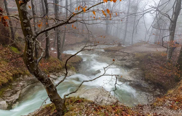Wallpaper forest, nature, river for mobile and desktop, section природа ...