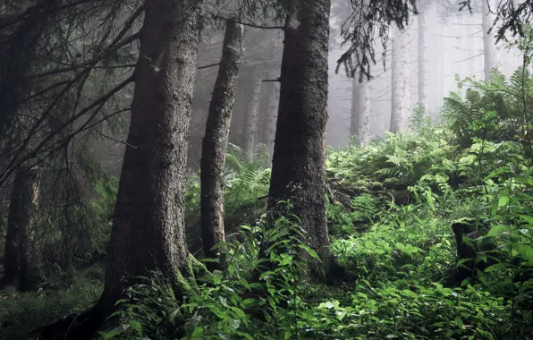 Download wallpaper forest, nature, background, section nature in ...