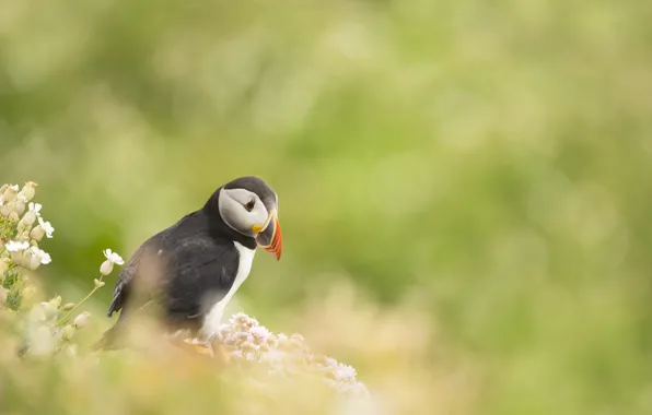 Wallpaper nature, background, bird, stalled, bokeh for mobile and ...