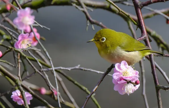 Download wallpaper branches, bird, Sakura, flowers, Japanese white-eye ...