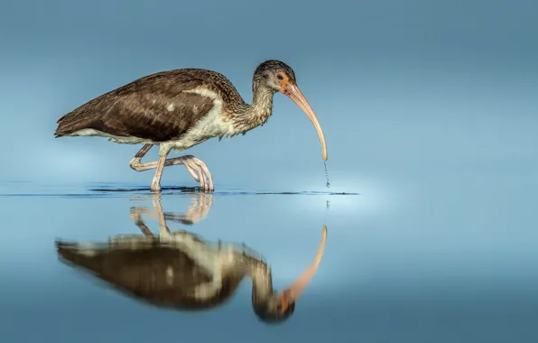 Wallpaper nature, bird, Eudocimus white, Young American white ibis for ...