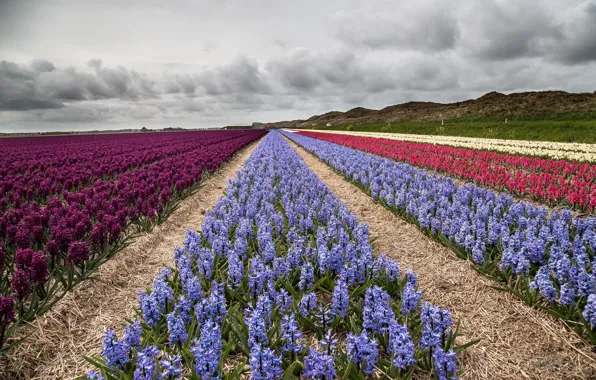 Wallpaper field, the sky, clouds, flowers, clouds, hills, spring, straw ...