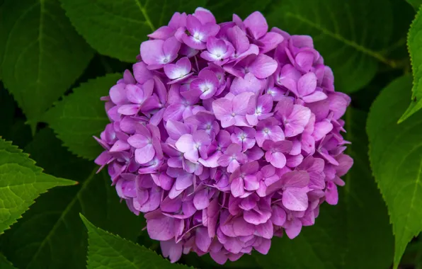 Wallpaper balls, purple, hydrangea for mobile and desktop, section ...