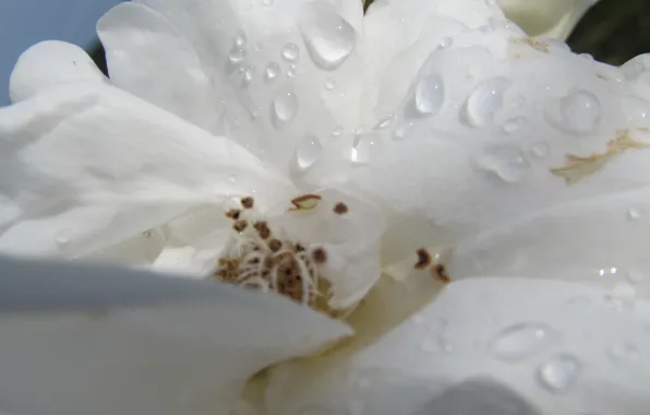 Wallpaper landscape, nature, flowers for mobile and desktop, section ...