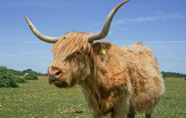 Wallpaper horns, bull, shaggy, bangs images for desktop, section ...